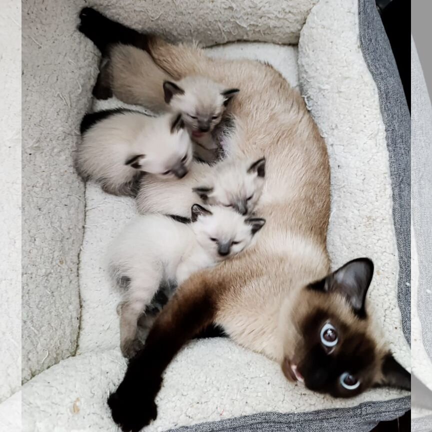 Сиамский котёнок