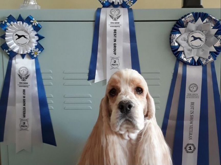 Кокер спаниель