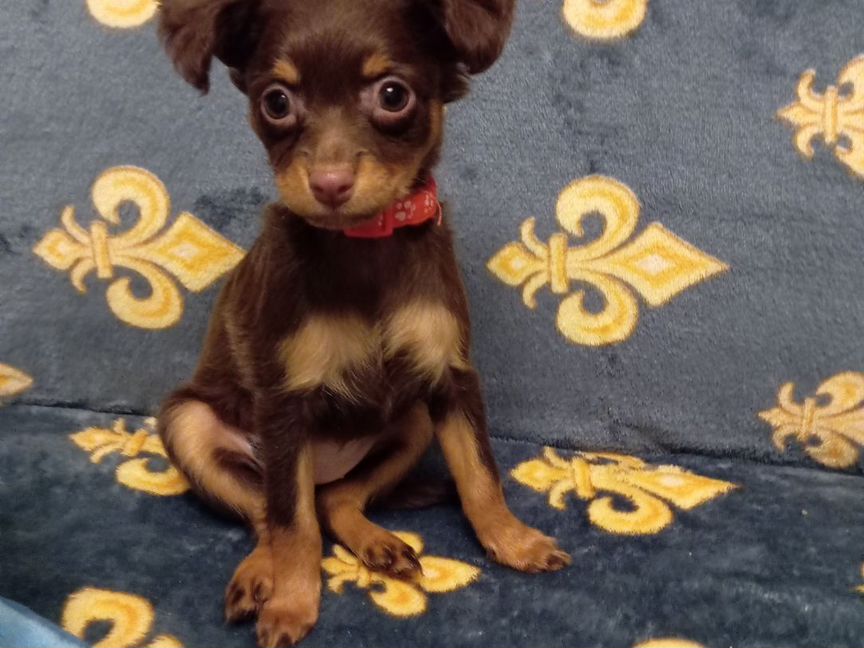 Щенок русского тоя