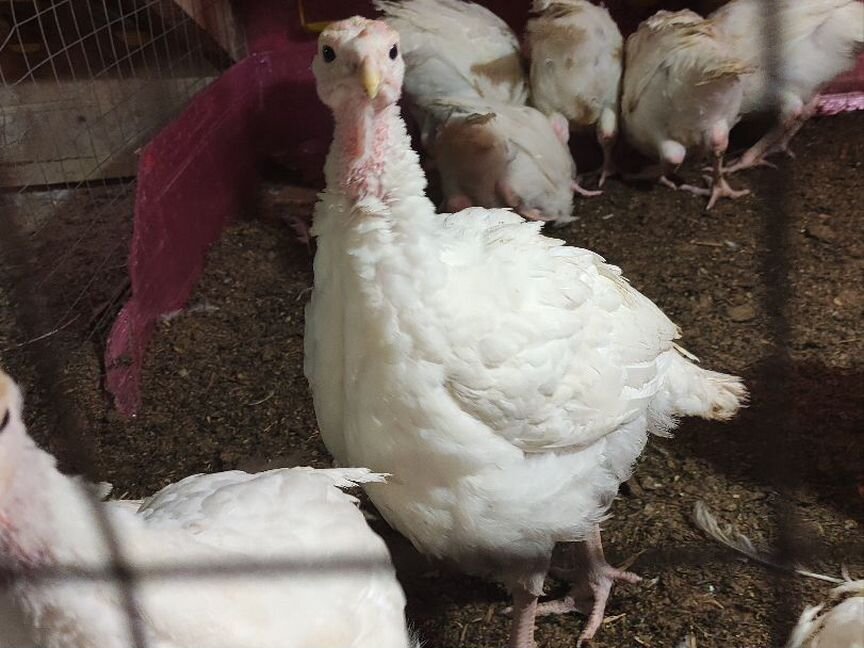 Индюшата подрощенные биг6