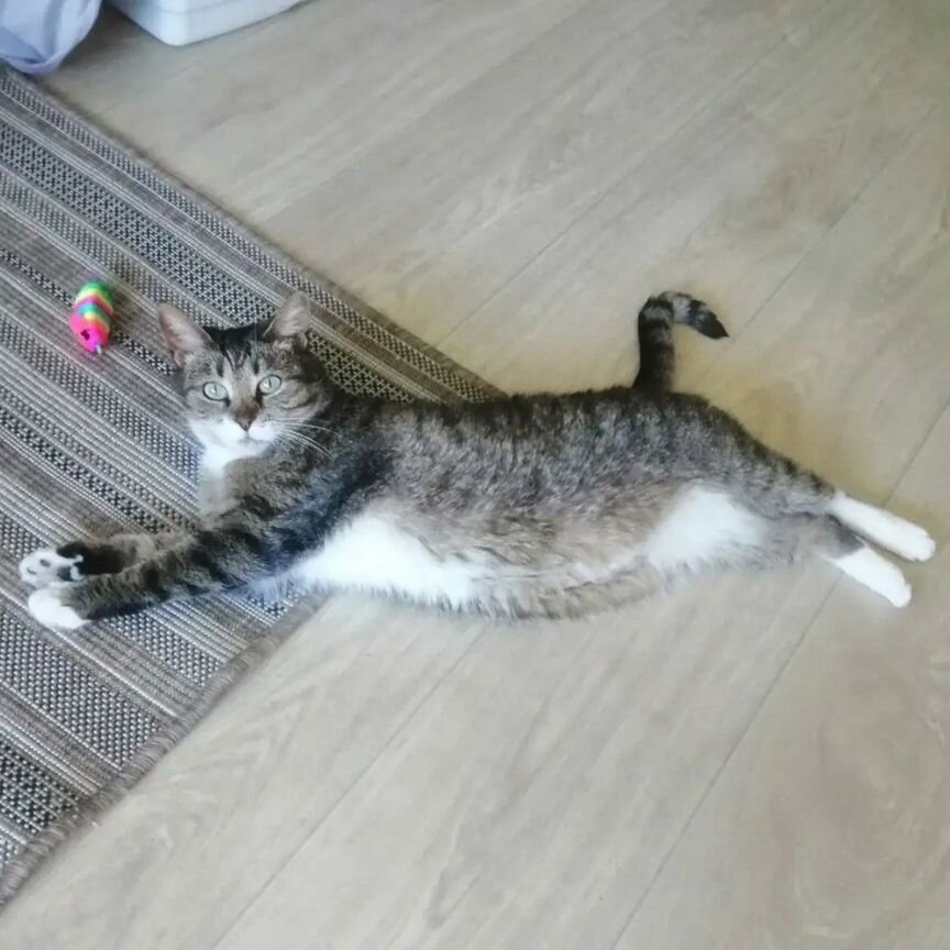 Взрослая, кошка в добрые руки