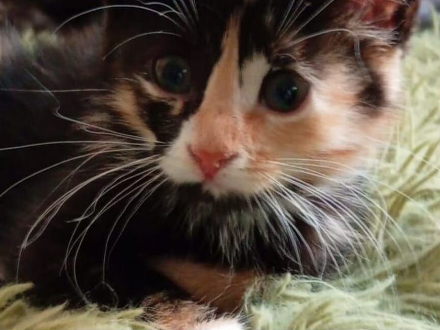Котята