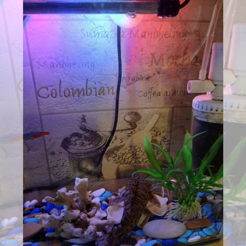 Продам аквариум с рыбками