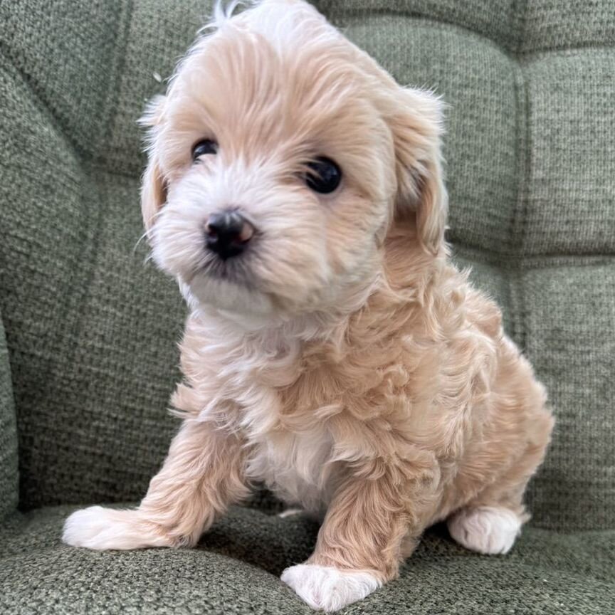 Мальтипу, щенок