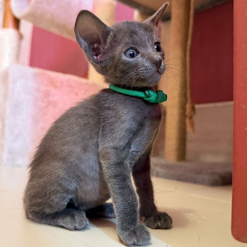 Ориентальный мальчик