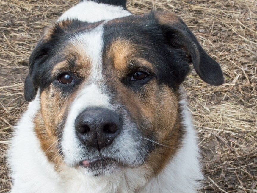 Пёс Пирожок (очень сладкий) ищет дом