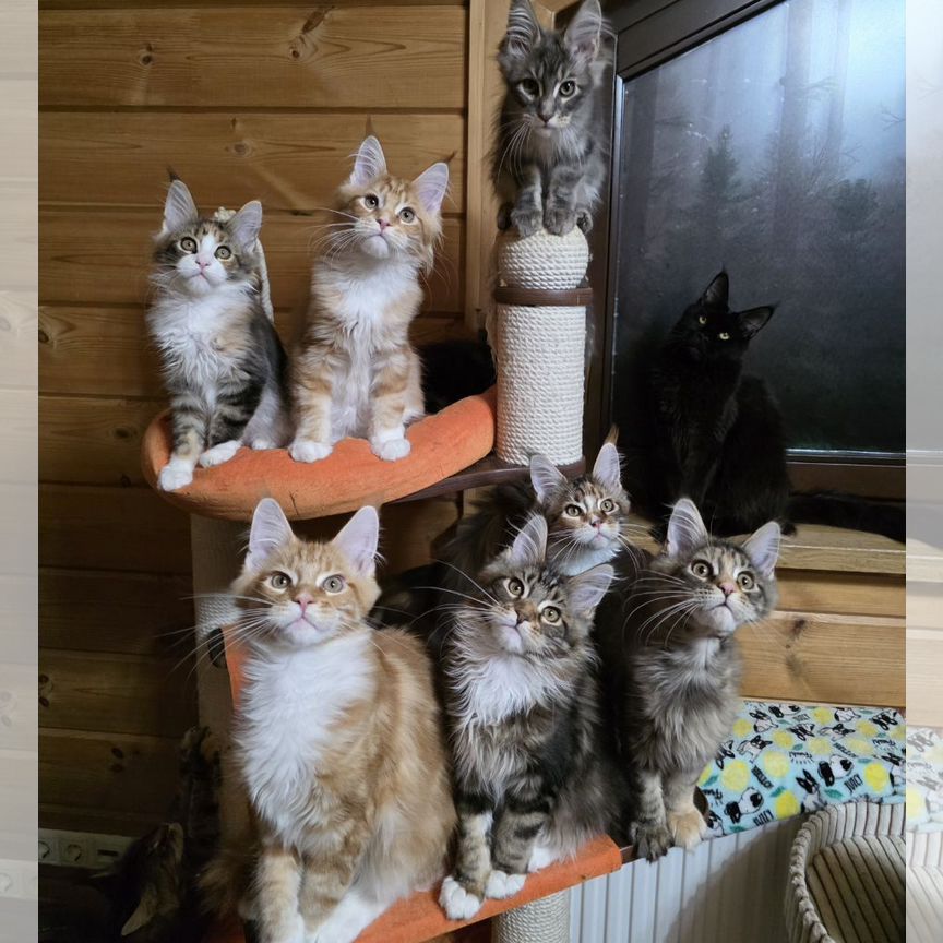 Мейн-кун котёнок