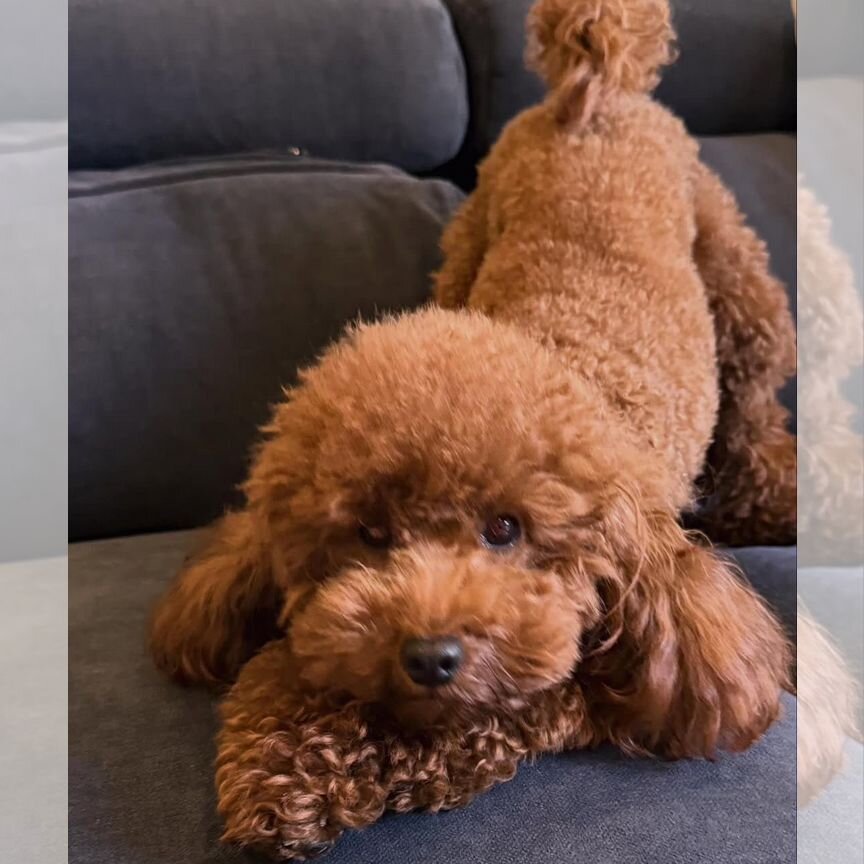 Той-пудель, щенок