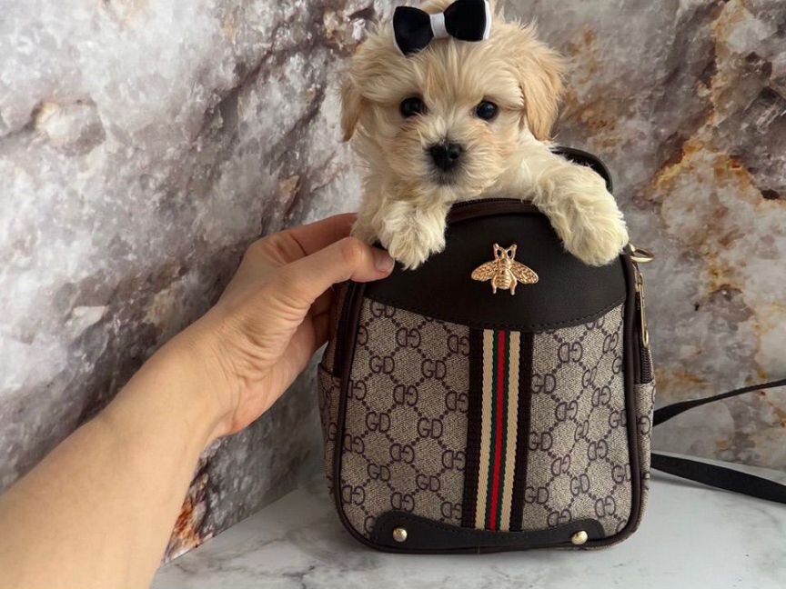 Мальтипу f1 mini девочка baby face