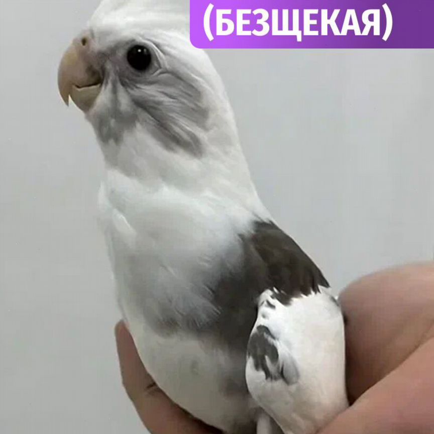 Попугай Карелла безщекая