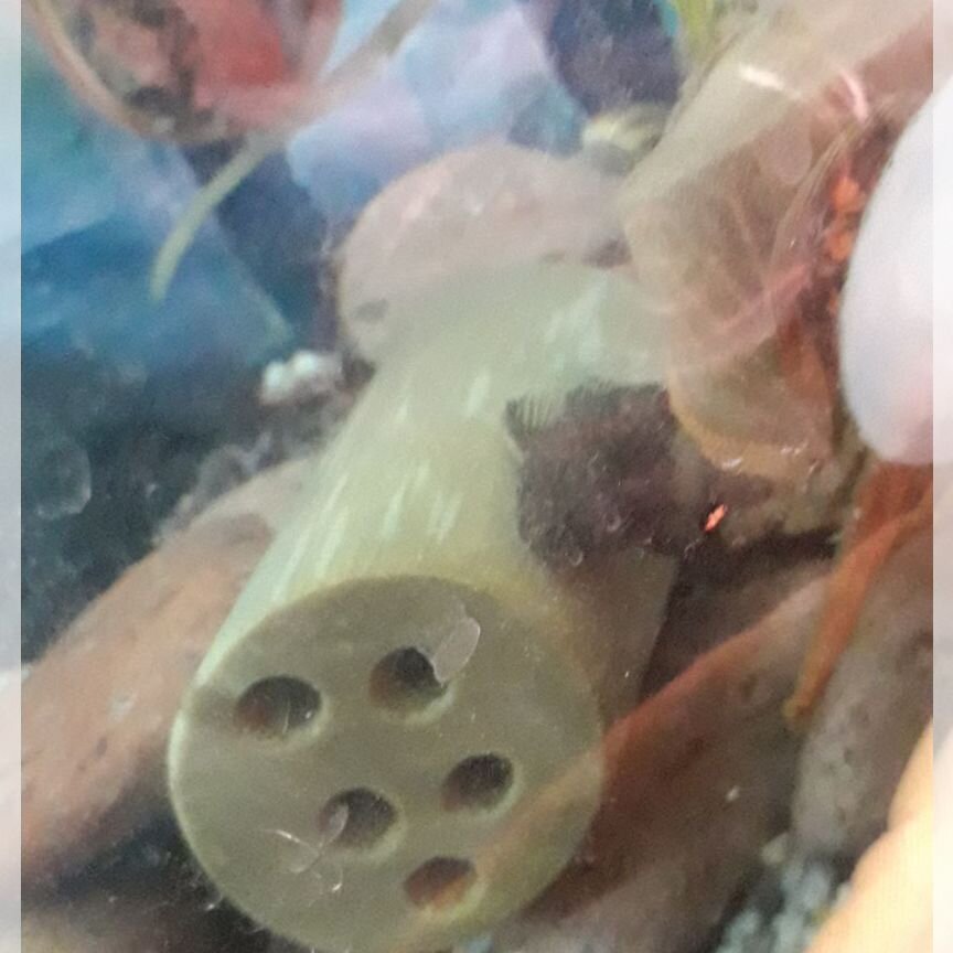 Трубка для сомиков и креветок