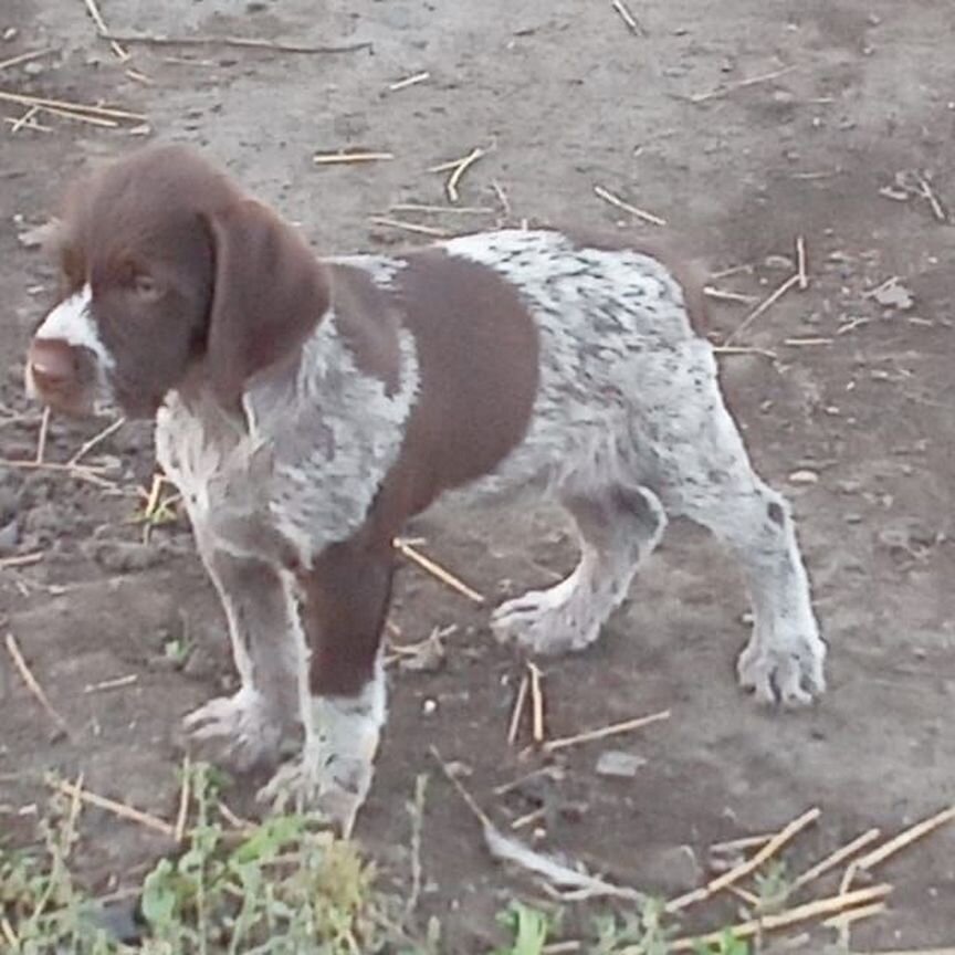 Щенки дратхаара