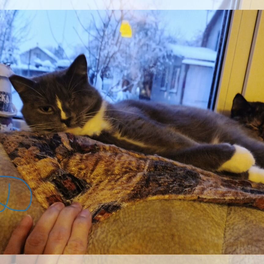 Взрослая, Девочка кошка в добрые руки