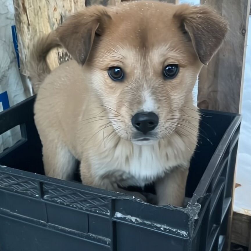 Щенок в добрые руки