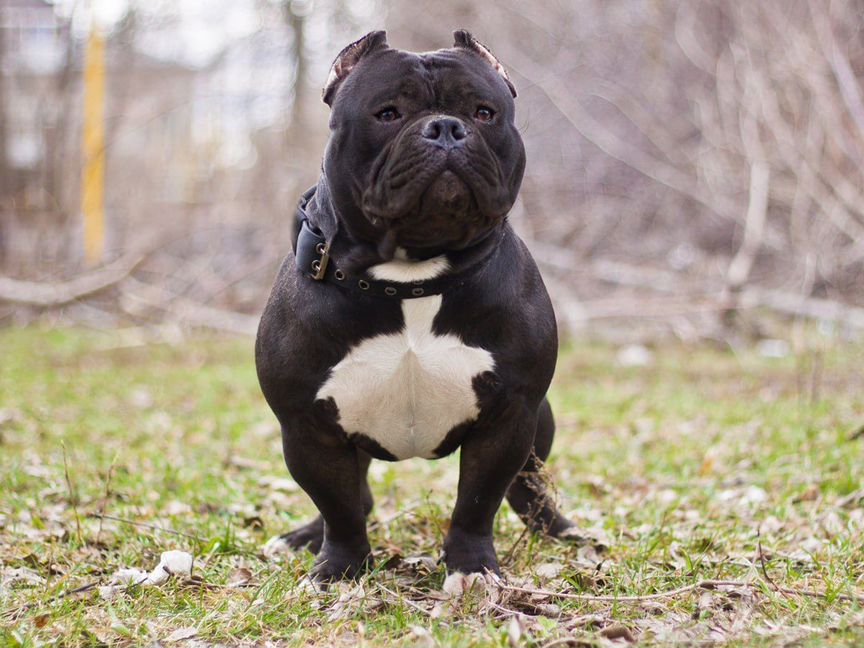 Американский булли вязка