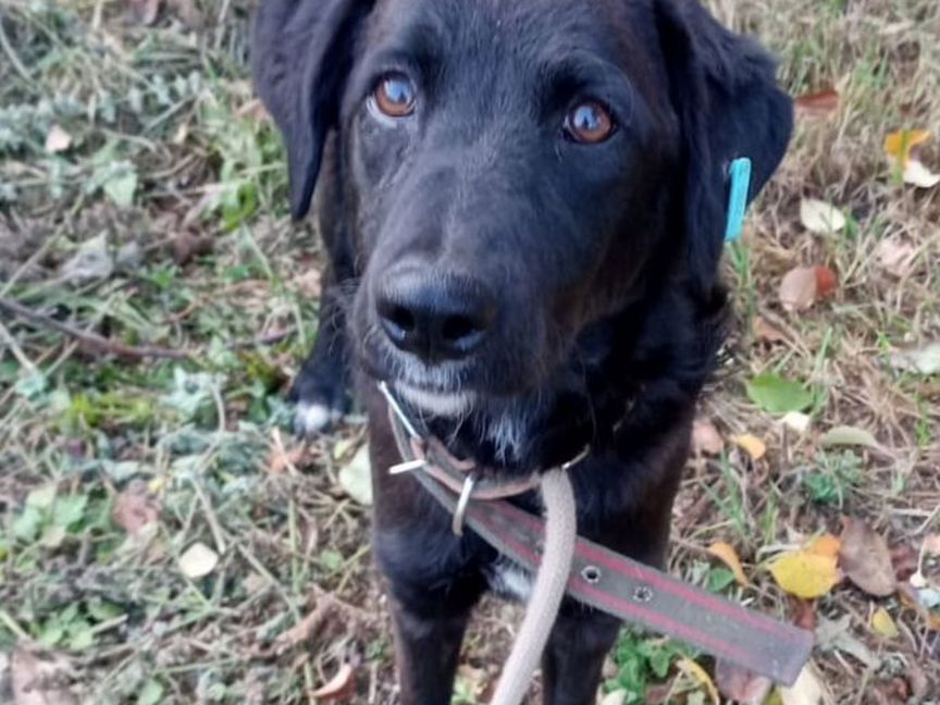 Гердочка жертва отлова