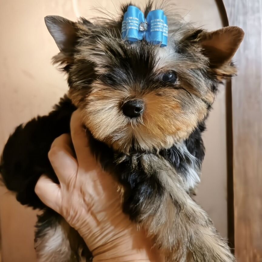 Йоркширский терьер, щенок