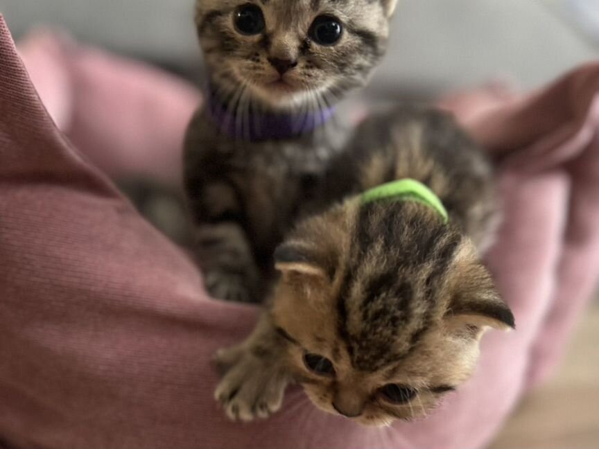 Шотландские котята