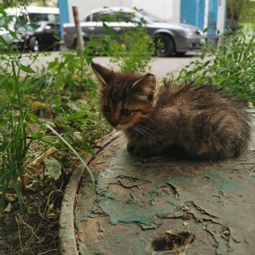 Отдам котенка