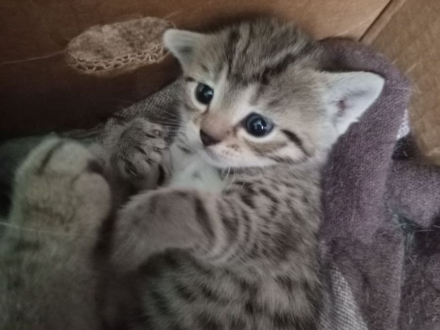Беспородный котёнок