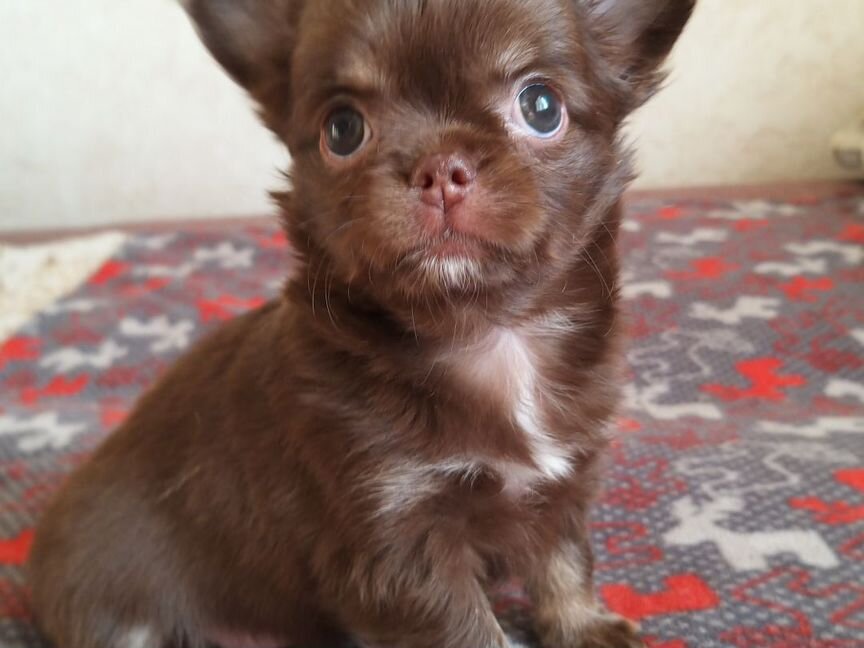 Щенки чихуахуа длинношерстные