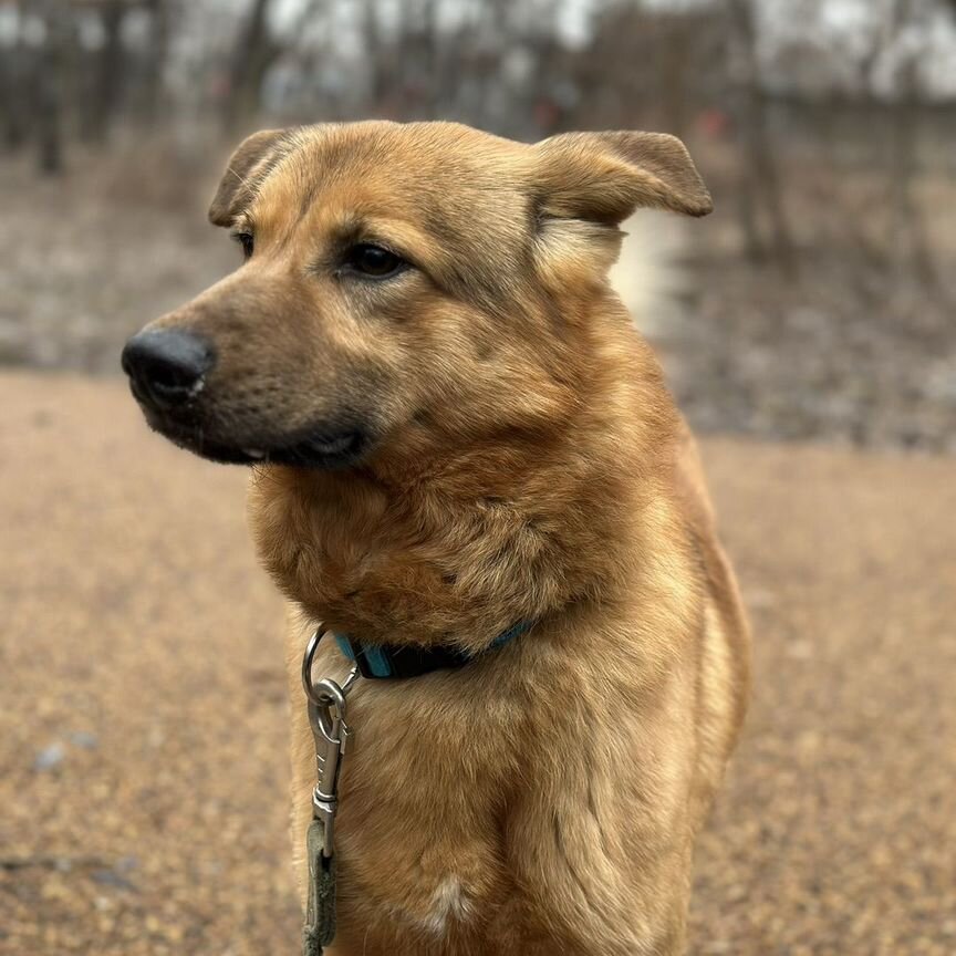 Бесплатно в добрые руки