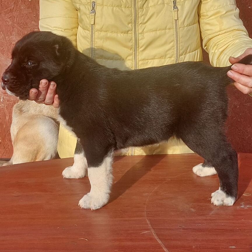 Щенки сао алабай