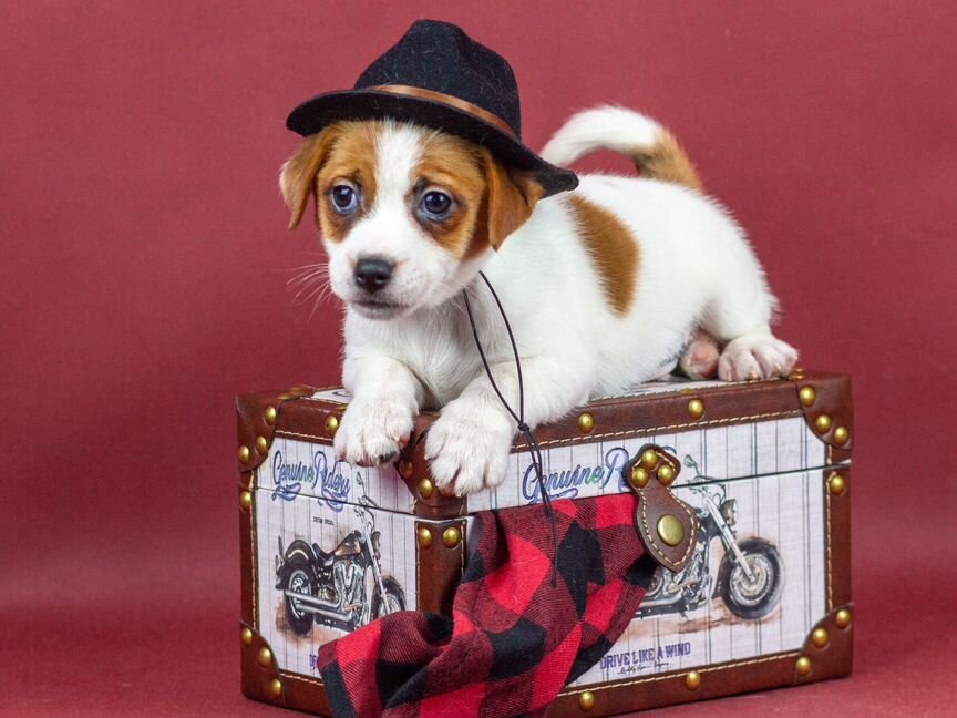 Джек Рассел терьер Брокен и Гладкие