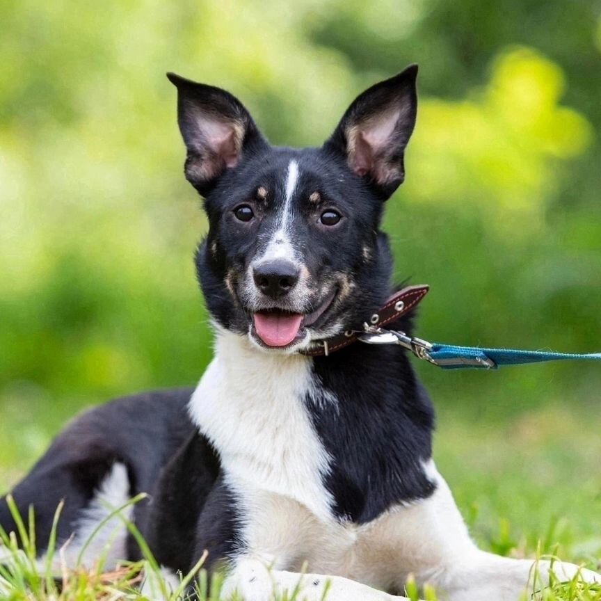 Лари ищет свою семью Собака в добрые руки