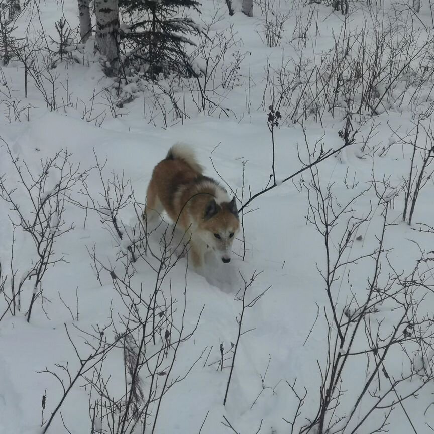 Западно сибирская лайка