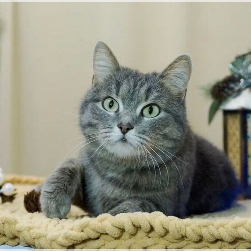 Кошка 1 год стерилизована