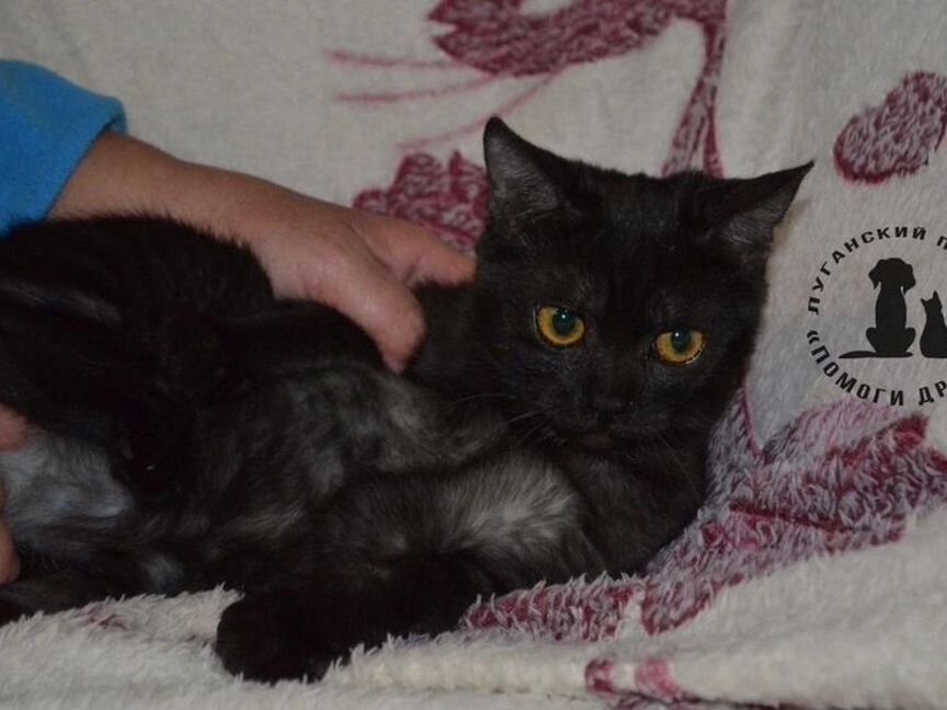 Моника ищет дом