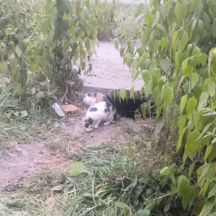 Канадский сфинкс котёнок