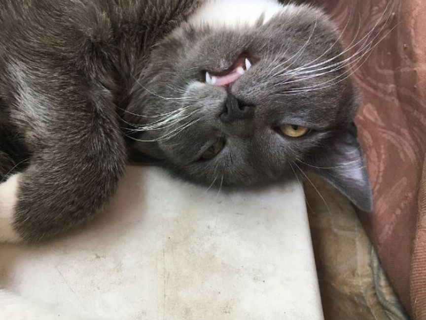 Британский кот
