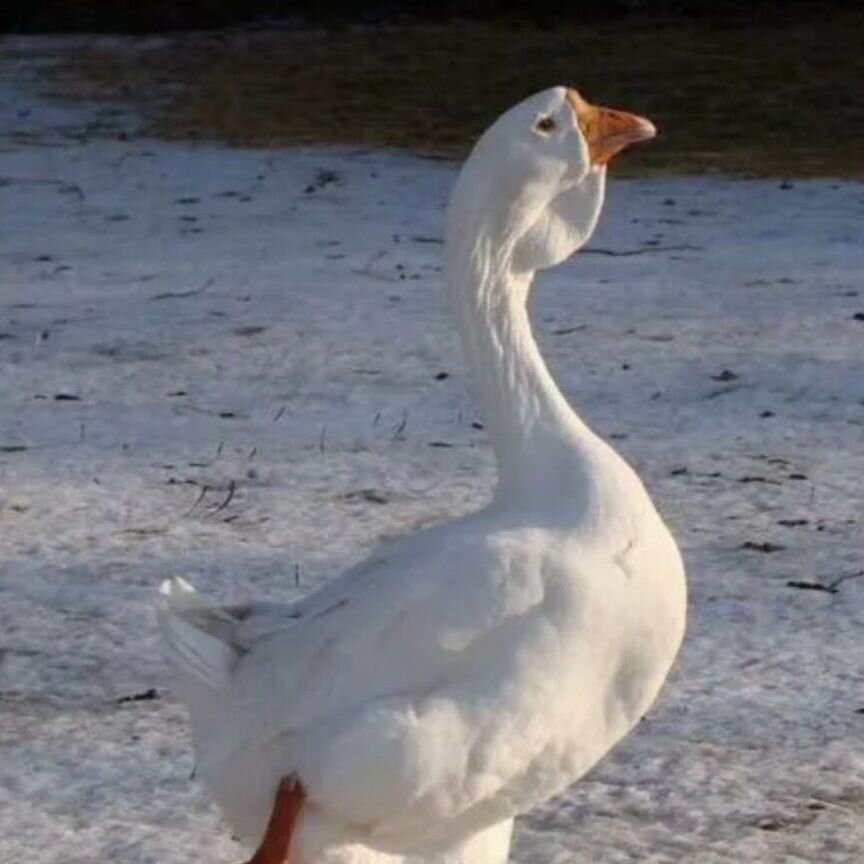 Гусаг хормагорской породы (Гусь холмагор)