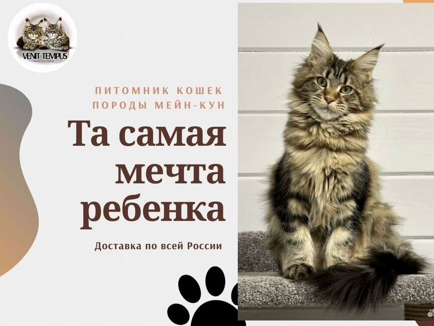 Кошечка