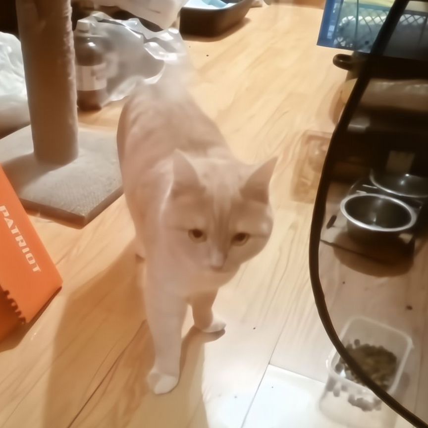 Сибирский, взрослый кот