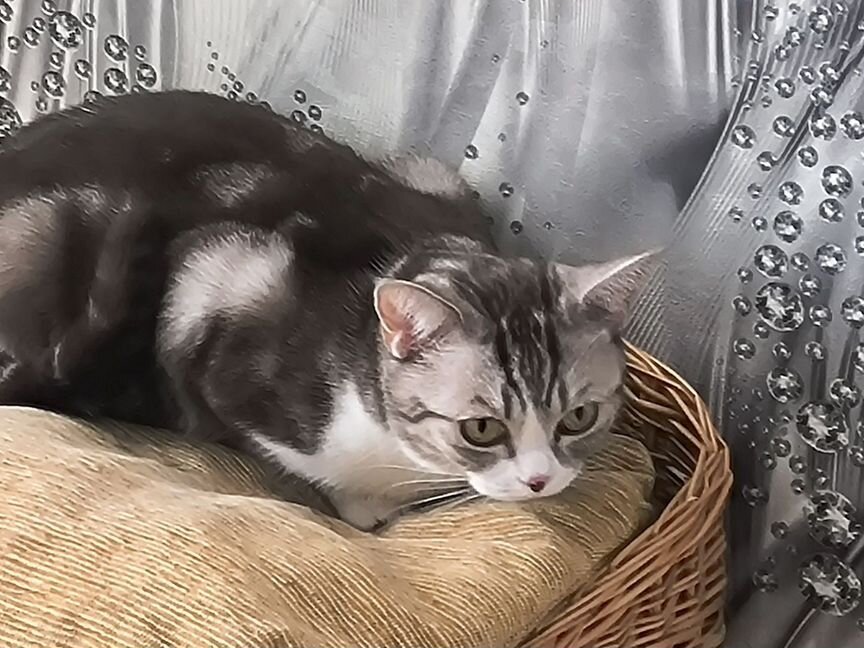 Британская кошка в дар
