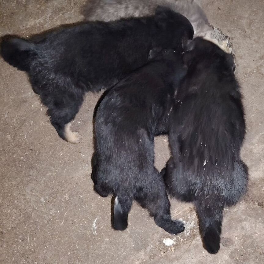 Щенок в добрые руки