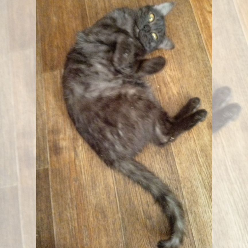 Взрослая, кошка в добрые руки