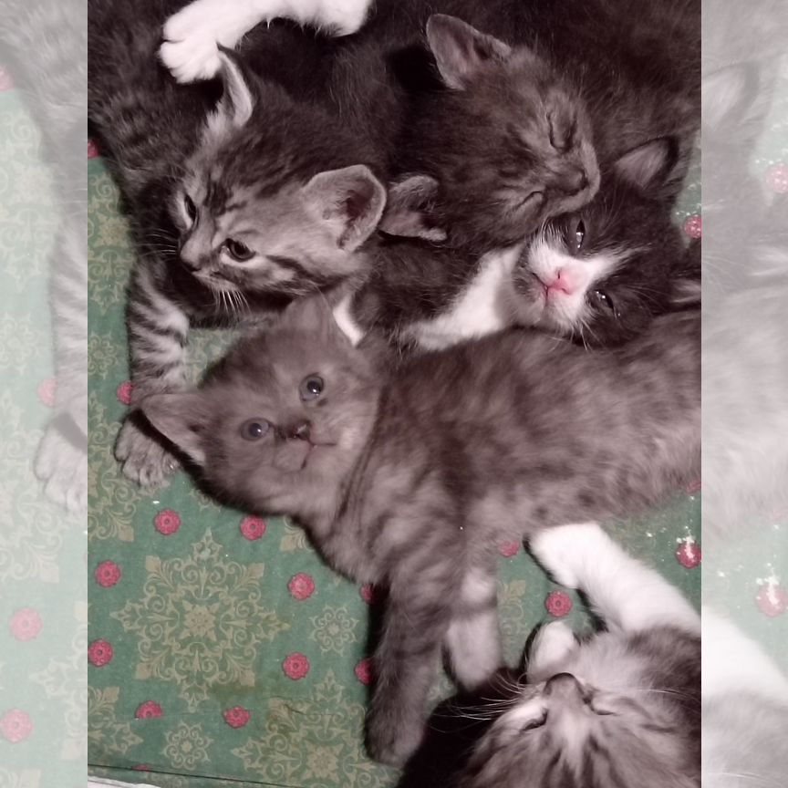 Британский короткошёрстный котёнок