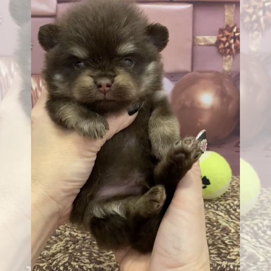 Щенки шпица