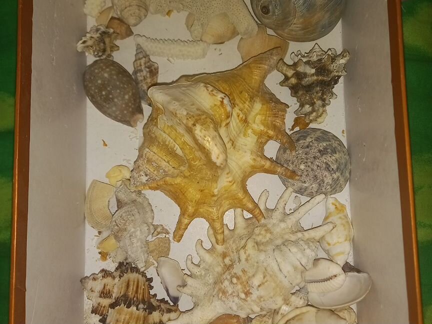 Ракушки кораллы звезды морские с моря все 100