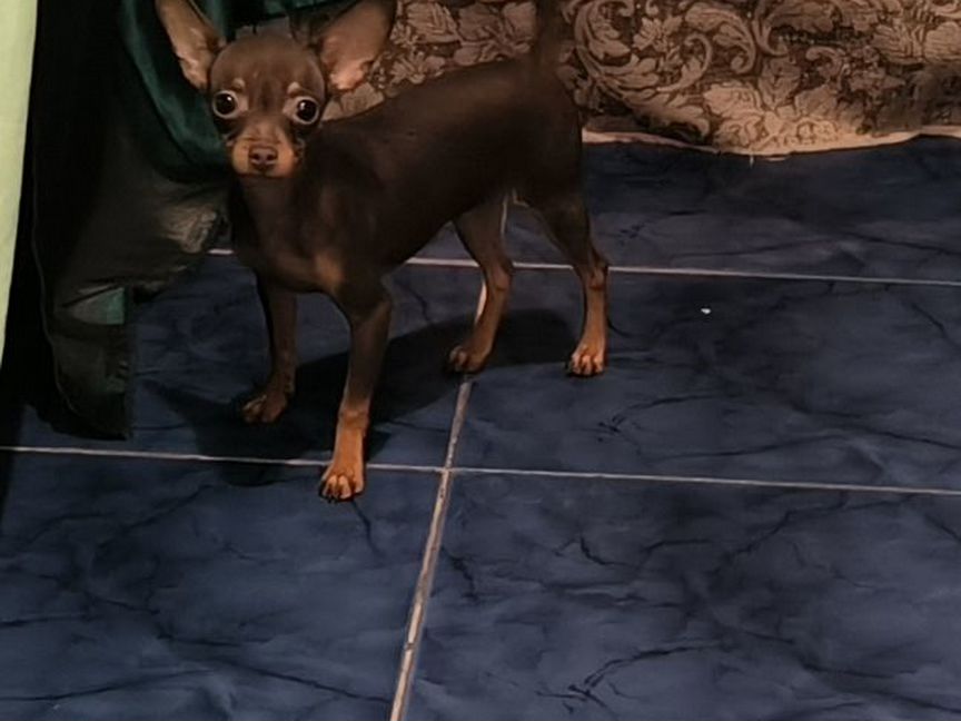 Маленький красавчик