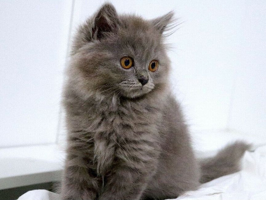 Британские котята