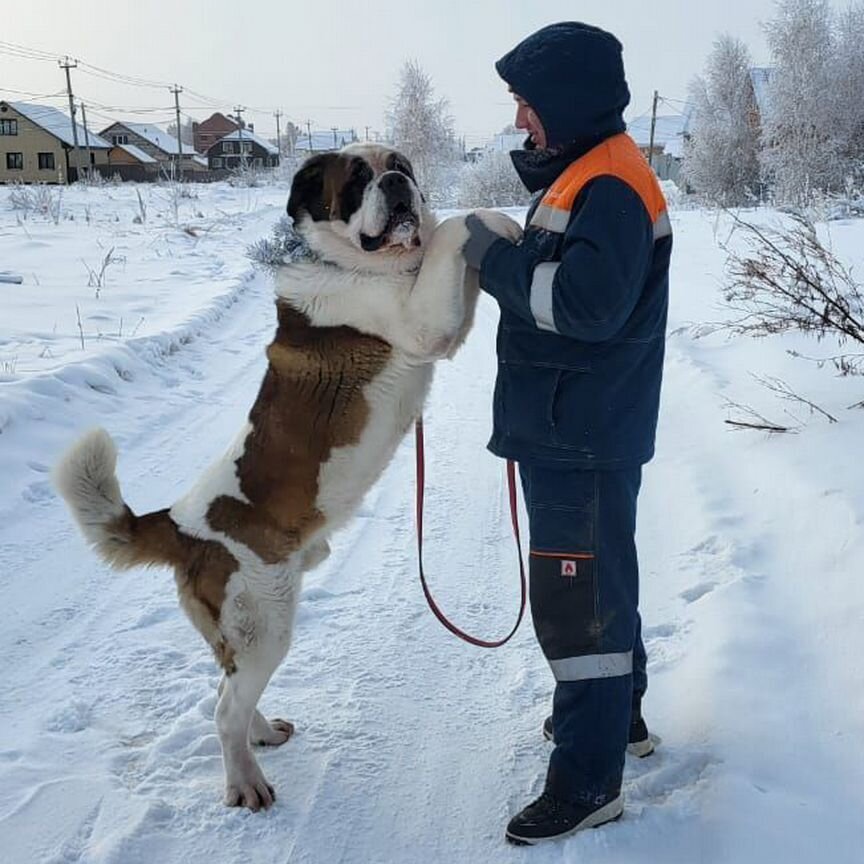 Собака сенбернар