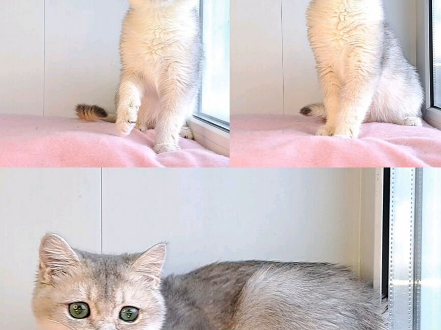 Британская золотая шиншилла котята