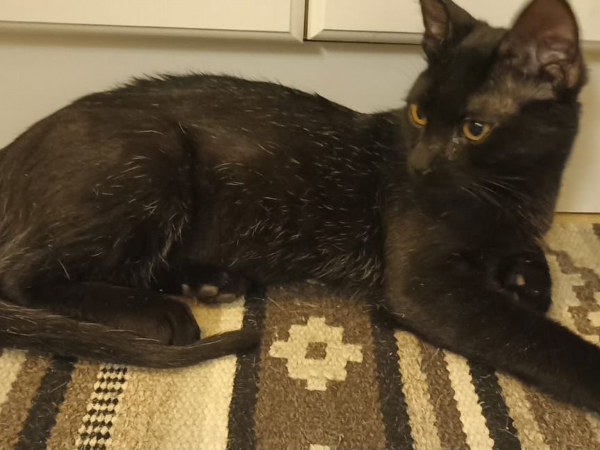 Длинная чупакабра