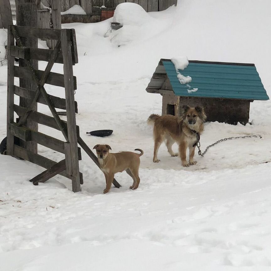 Дворовые щенки