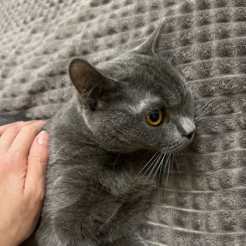 Британский котенок